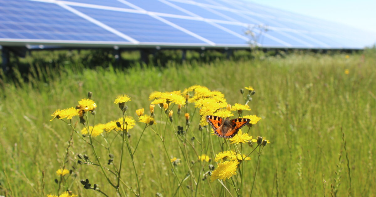 Biodiversity initiatives in solar PV parks in Denmark - European Energy