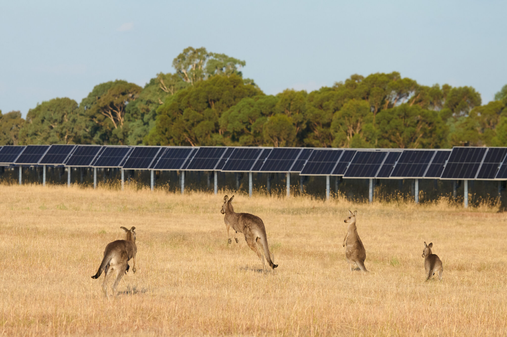European Energy signs PPA with Amazon for three Australian solar parks ...